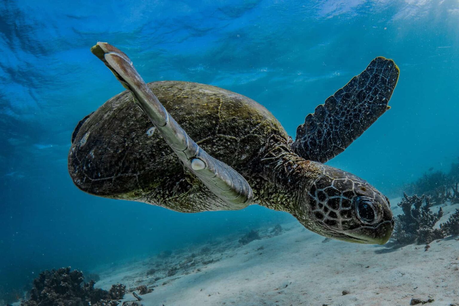 Ningaloo reef : le plus beau récif d'Australie