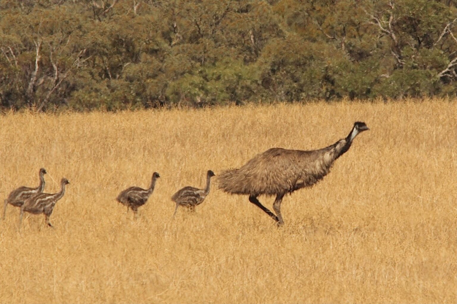 Emeu d'Australie (Dromaius novaehollandiae) | Tout sur l Australie